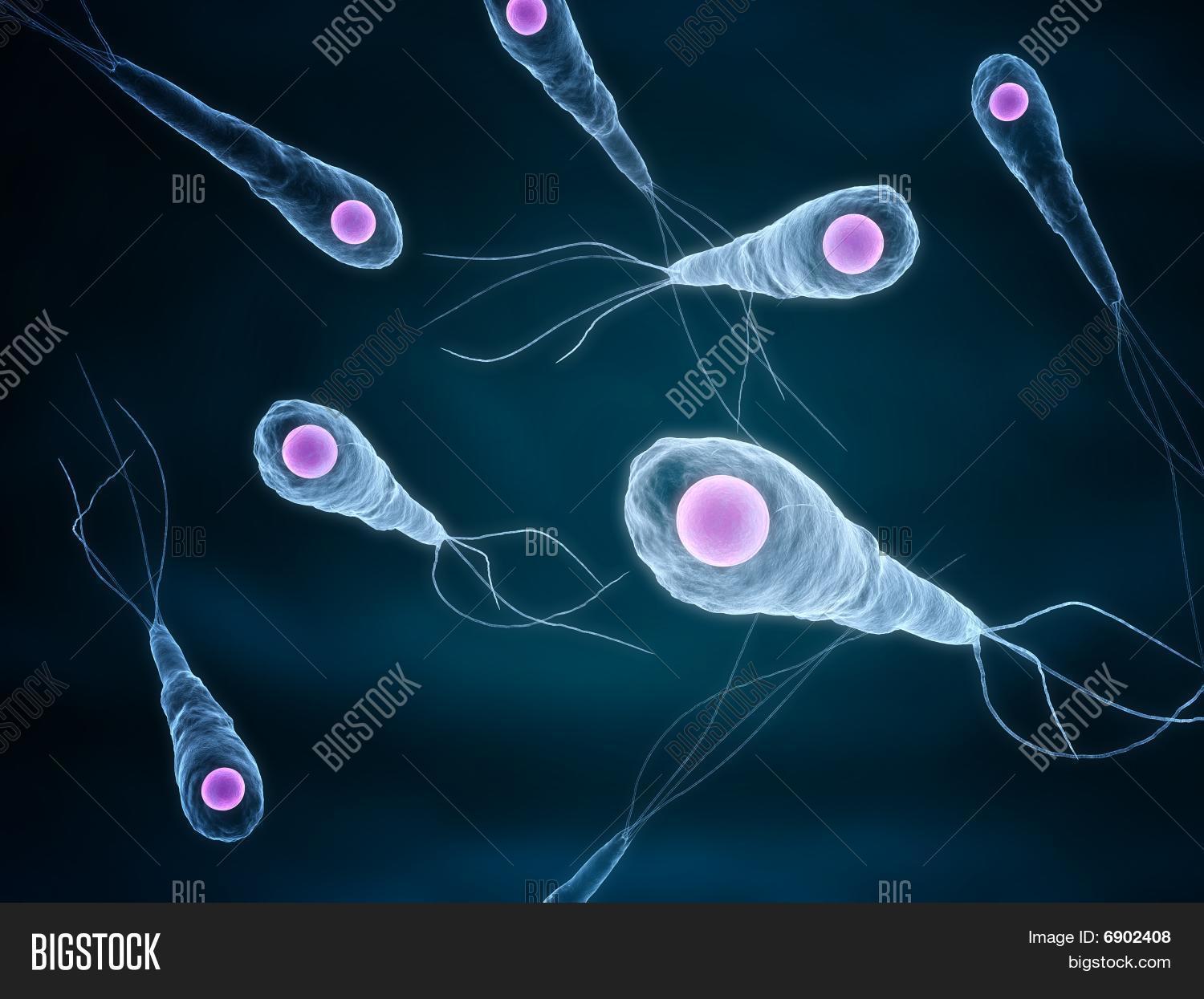 Tetanus Bacteria Image & Photo (Free Trial) | Bigstock