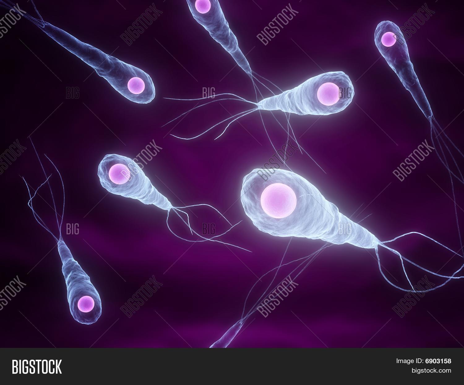 Tetanus Bacteria Image & Photo (Free Trial) | Bigstock