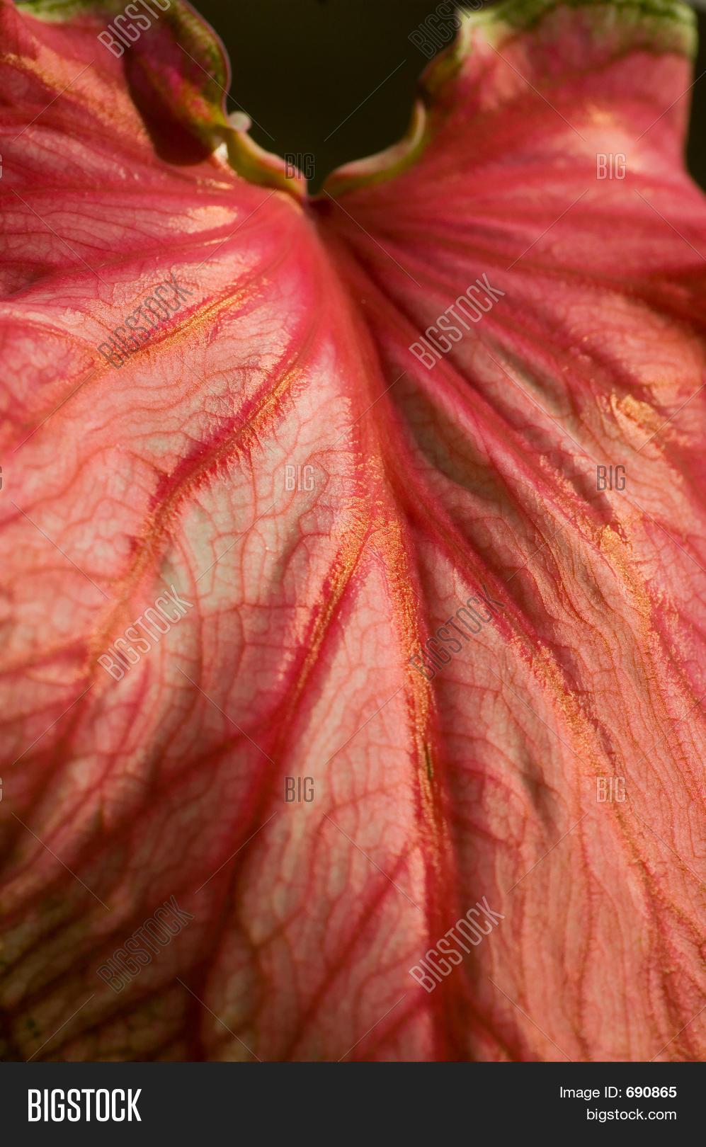 Red Leaf Image & Photo (Free Trial) | Bigstock