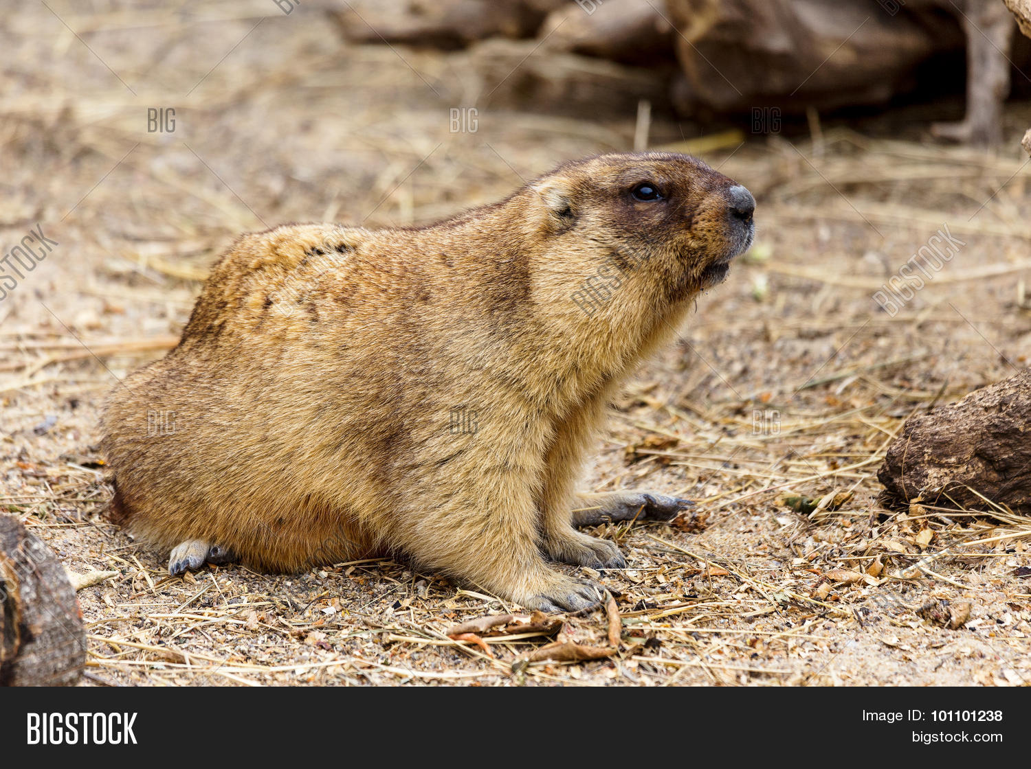 Alpine Marmot (marmota Image & Photo (Free Trial) | Bigstock