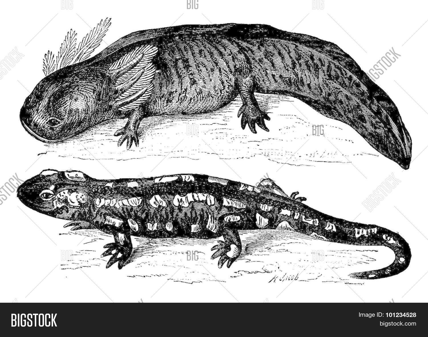 Axolotl Mexico Before Vector & Photo (Free Trial) | Bigstock