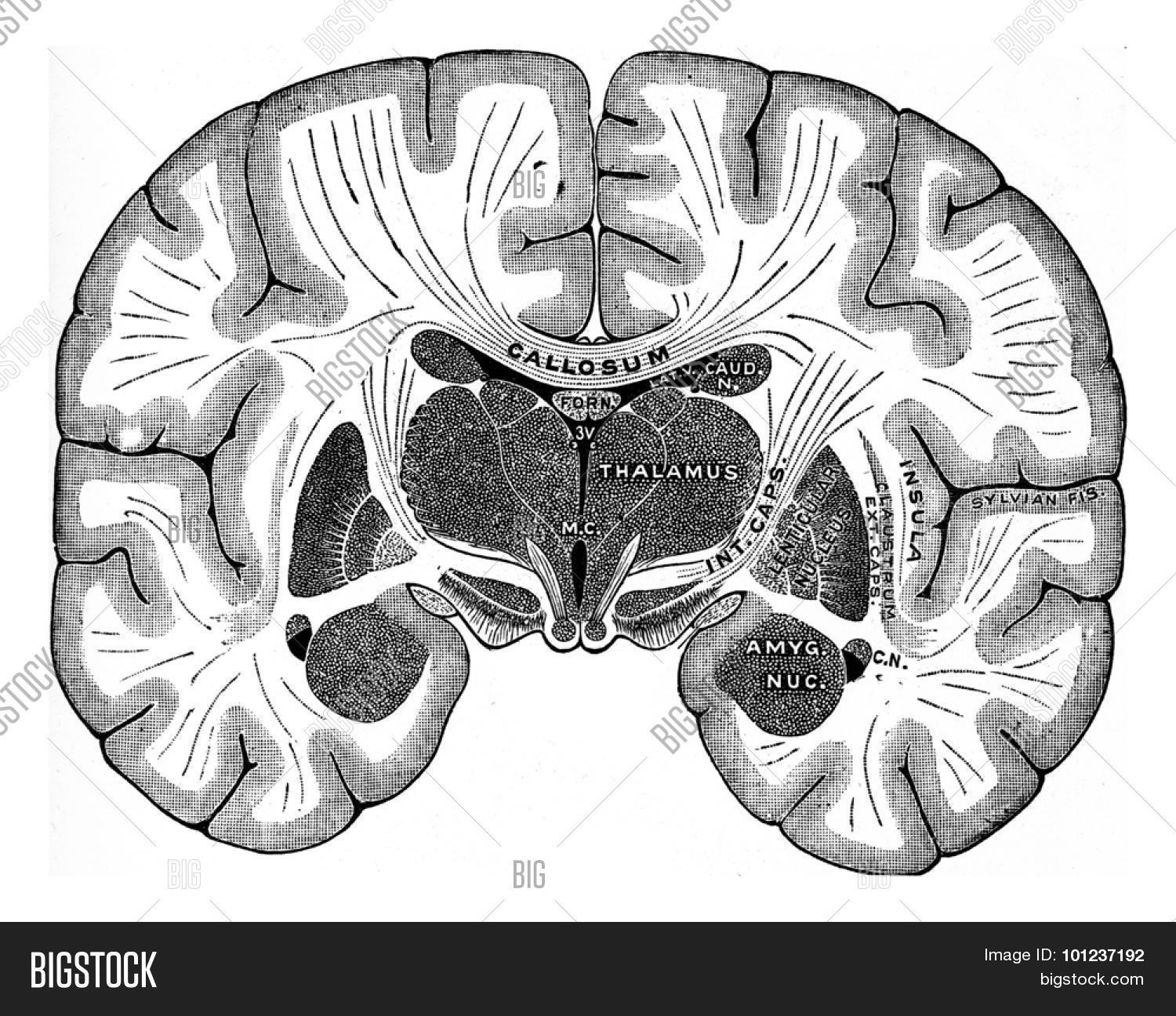 Vertical Section Brain Image & Photo (Free Trial) | Bigstock