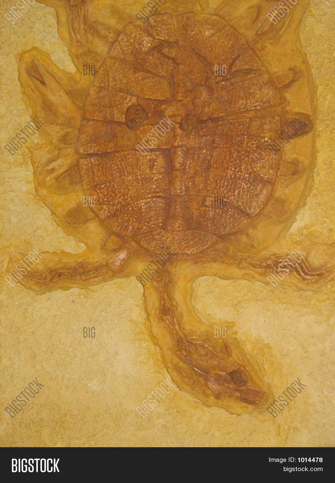 Fossil Trionyx Image & Photo (Free Trial) | Bigstock