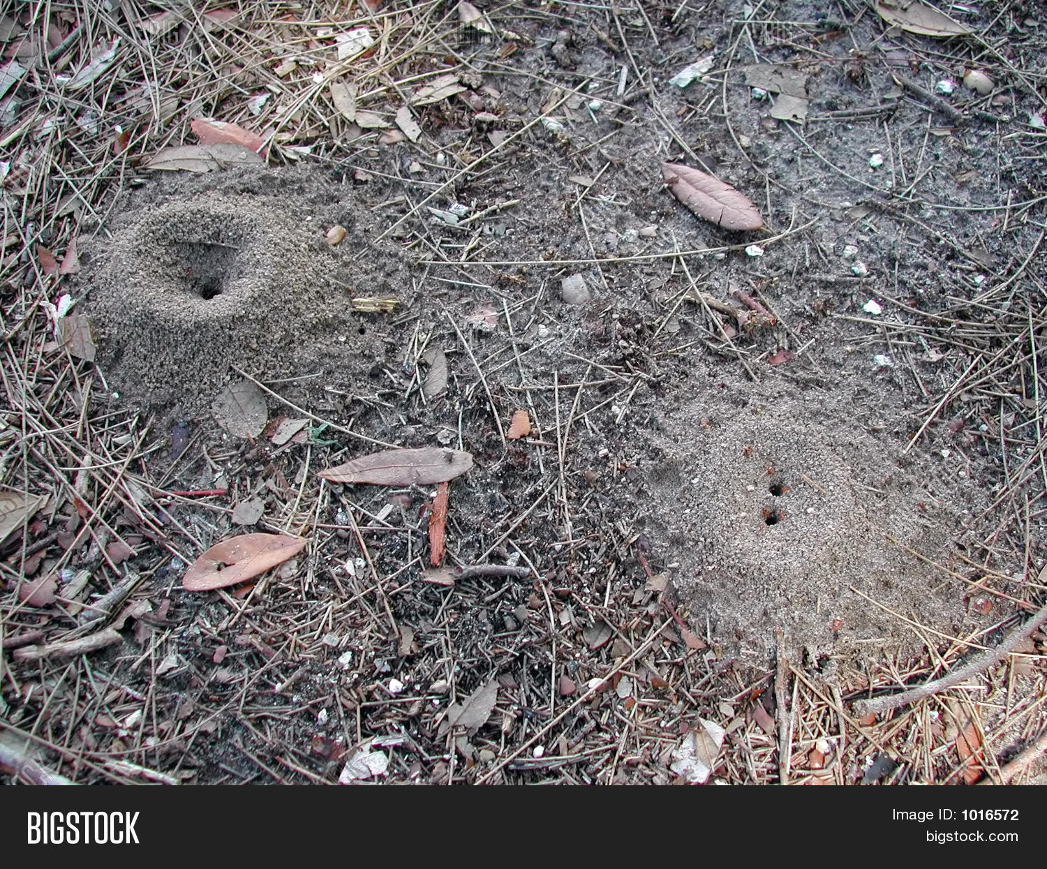 Ant Hill Image & Photo (Free Trial) | Bigstock