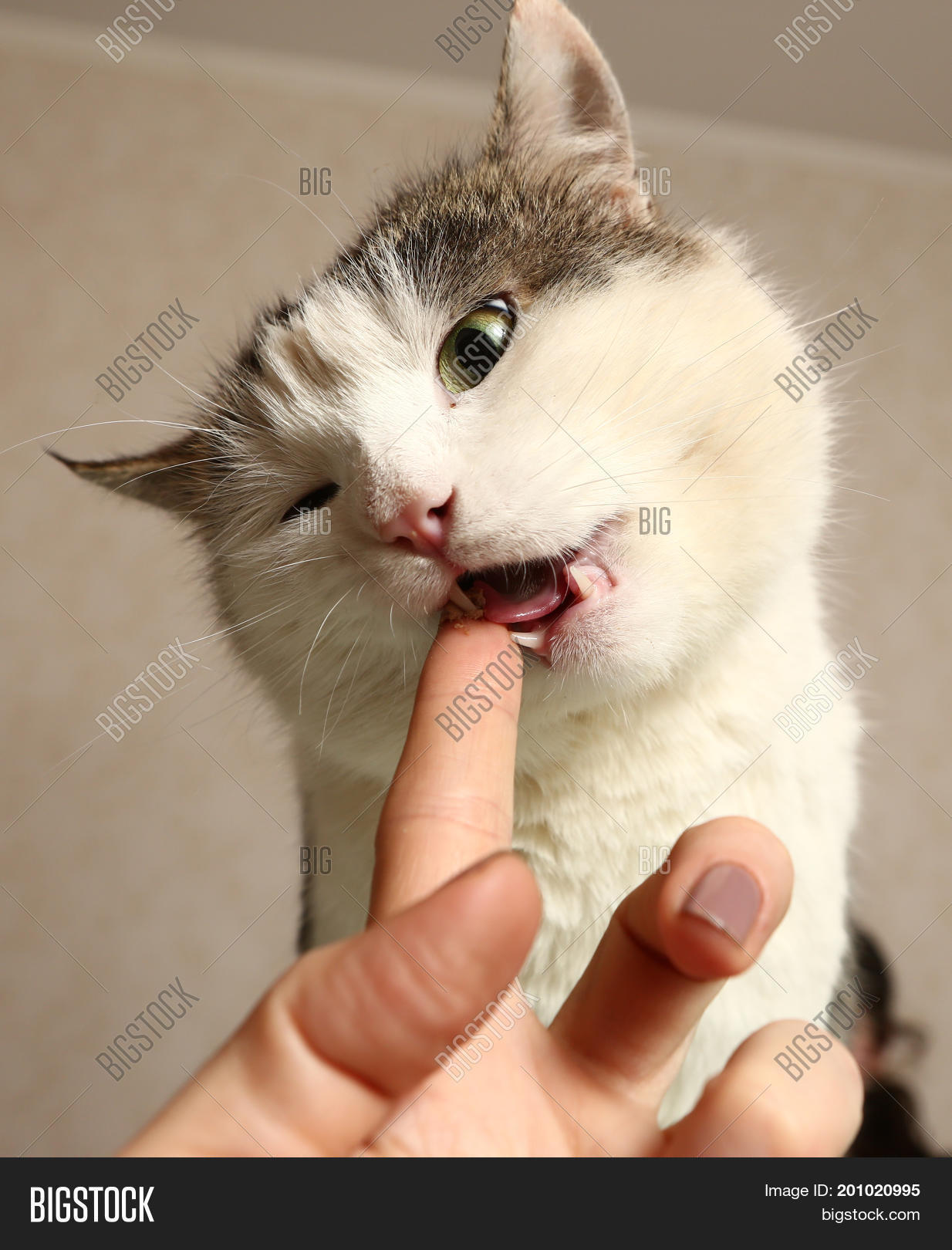 White Face Cat Eating Image & Photo (Free Trial) | Bigstock