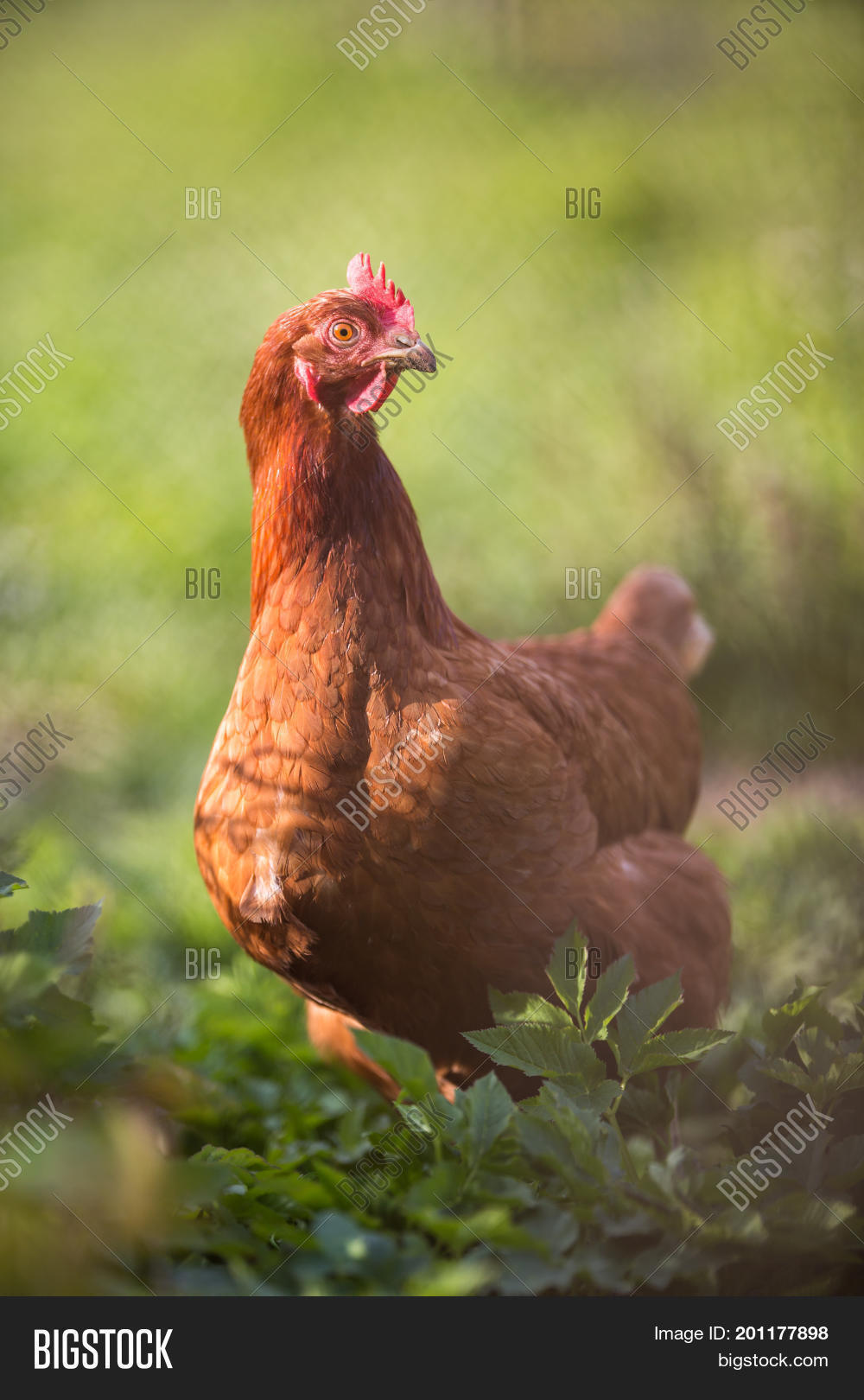 Closeup Hen Farmyard ( Image & Photo (Free Trial) | Bigstock