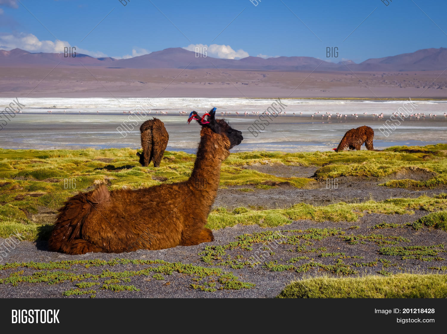 Lamas Herd Laguna Image & Photo (Free Trial) | Bigstock