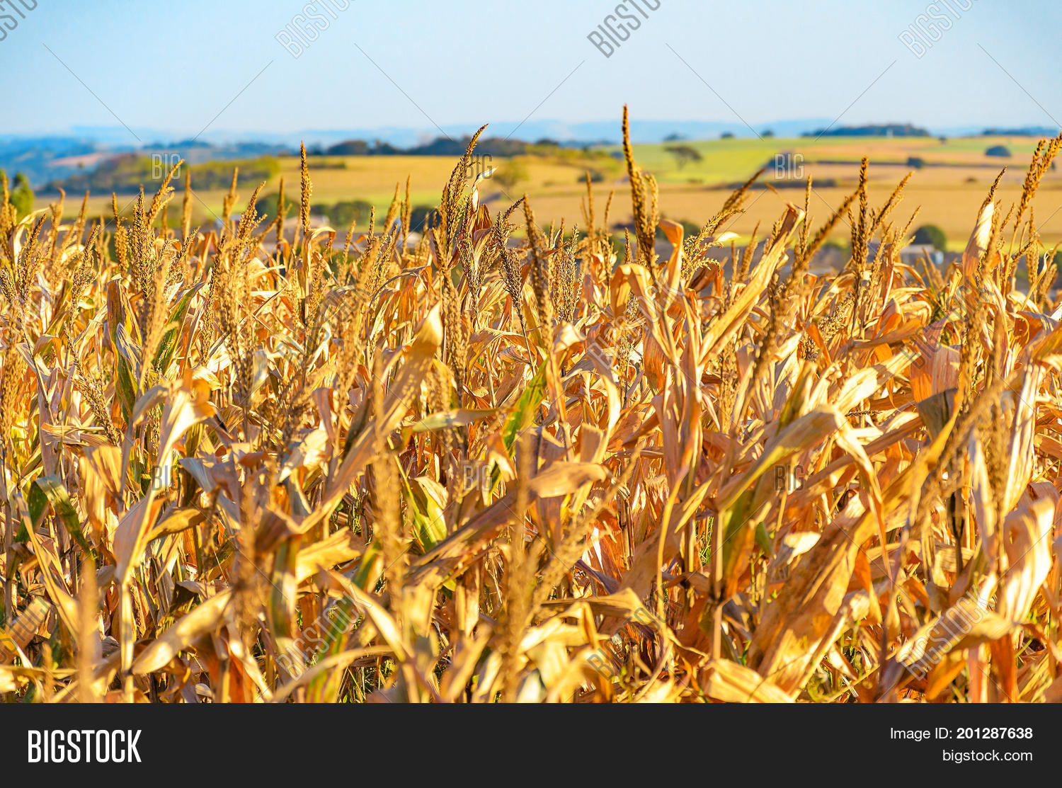 Agricultural Scene: Image & Photo (Free Trial) | Bigstock