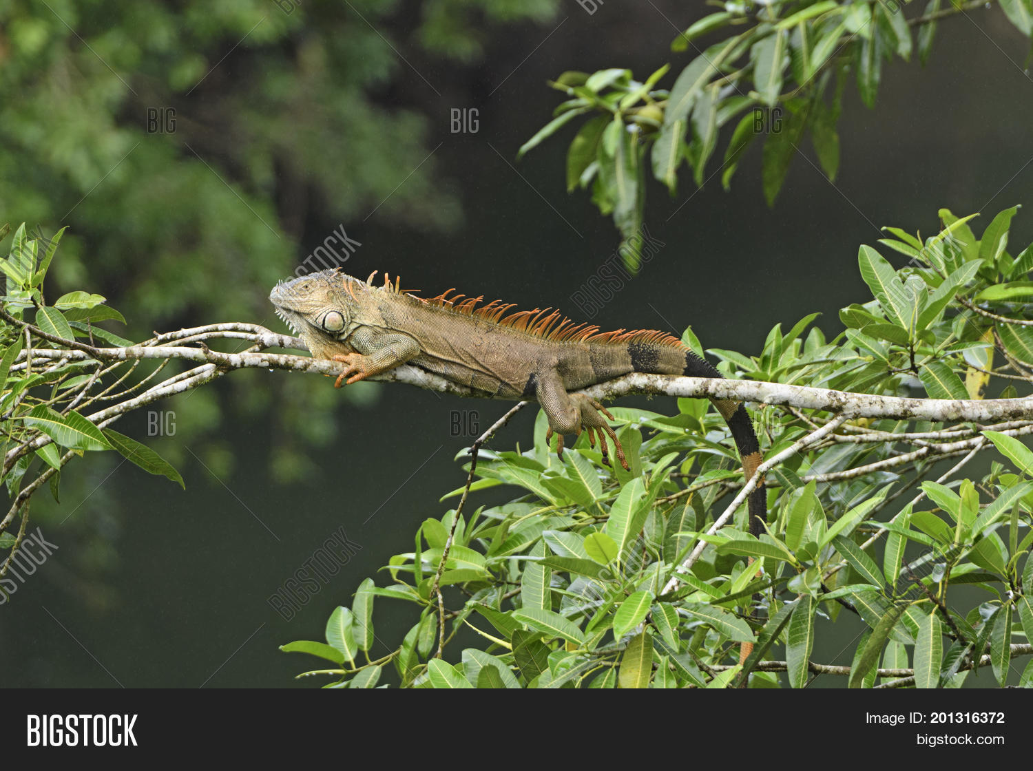 Iguana Rain Forest Image & Photo (Free Trial) | Bigstock