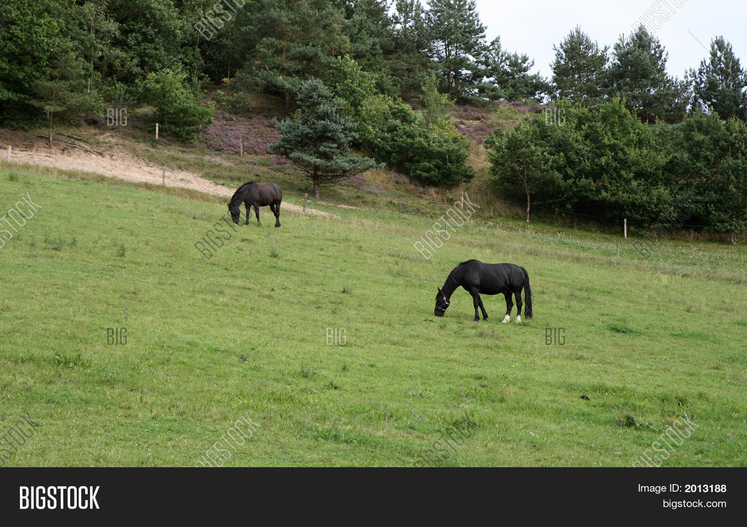 Horses Field 1 Image & Photo (Free Trial) | Bigstock