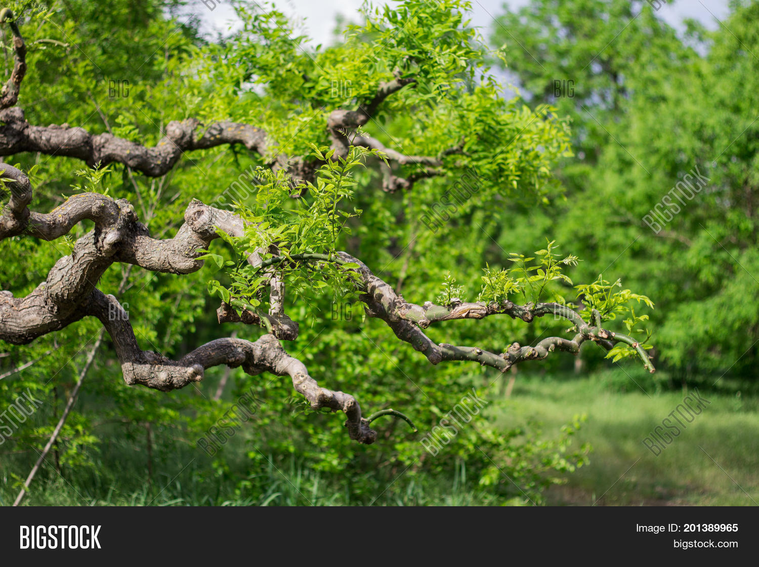Beautiful Curved Tree Image & Photo (Free Trial) | Bigstock