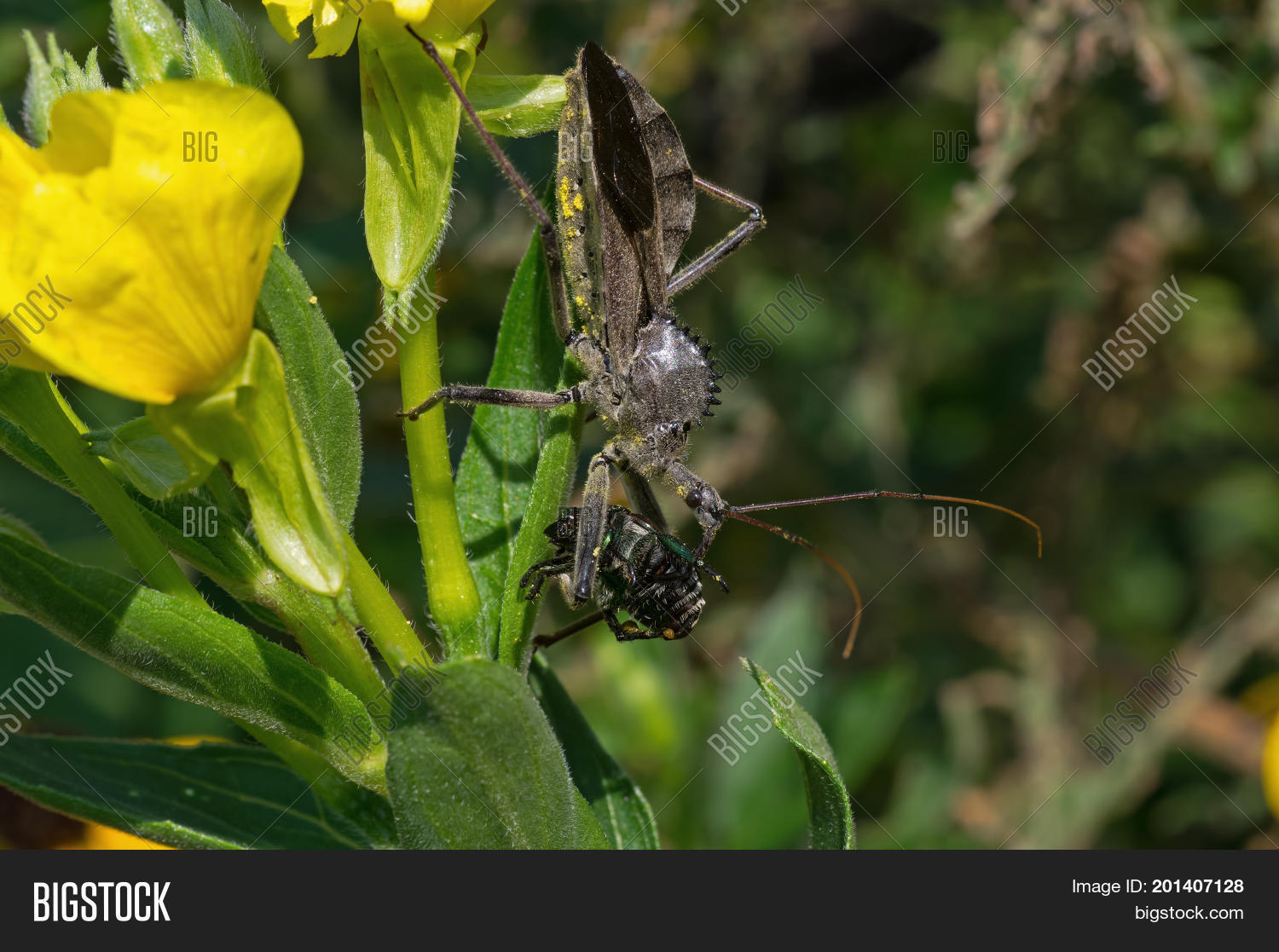 Wheel Bug Assassin Bug Image & Photo (Free Trial) | Bigstock