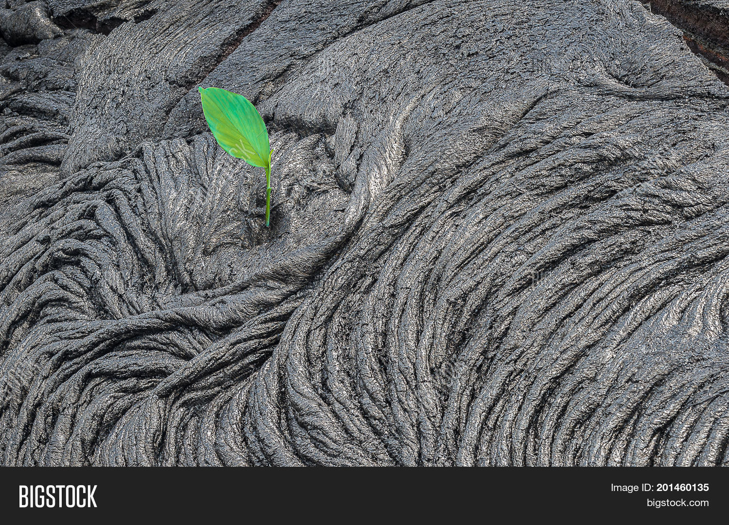 Reborn Plant Deadland Image & Photo (Free Trial) | Bigstock