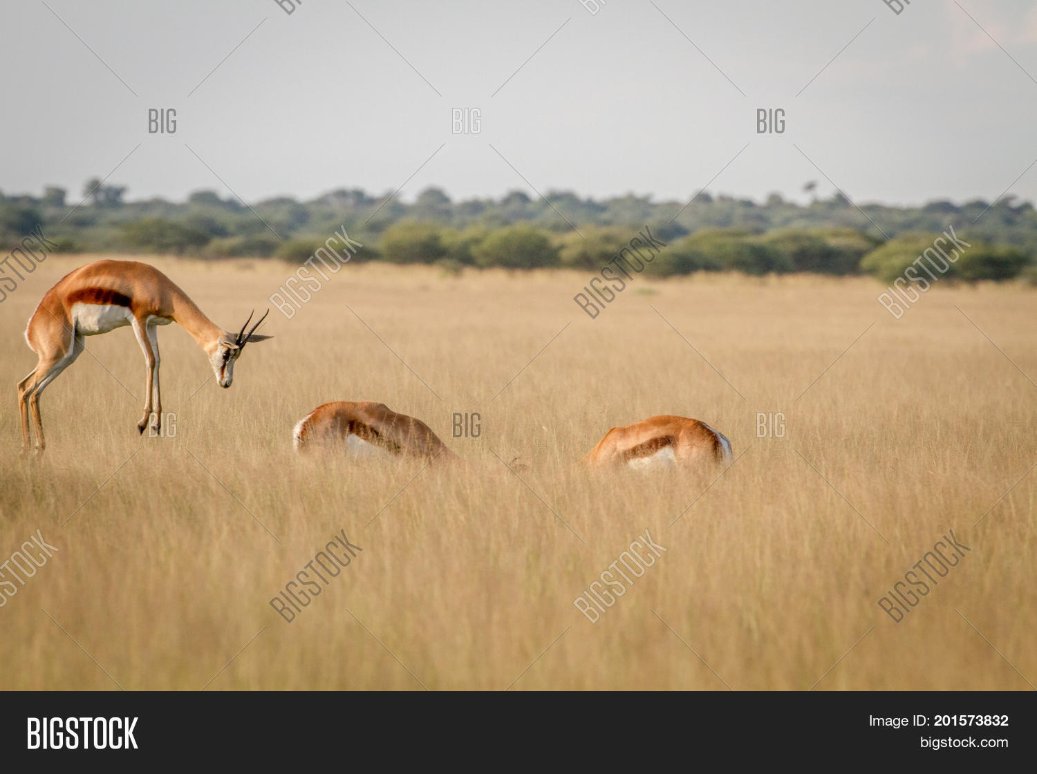 Springbok Pronking Image & Photo (Free Trial) | Bigstock