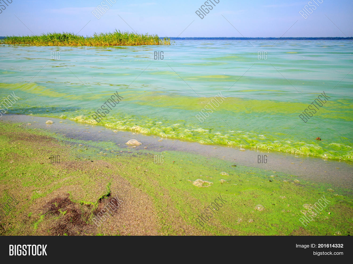 Green Algae On Pond, Image & Photo (Free Trial) | Bigstock