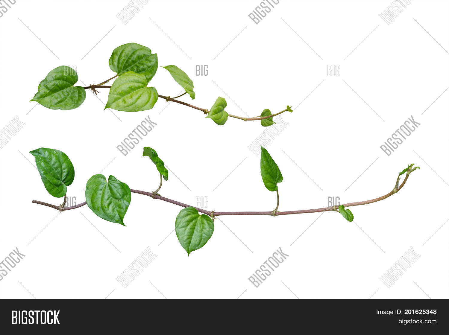 Ivy. Vine Plants Ivy Image & Photo (Free Trial) | Bigstock