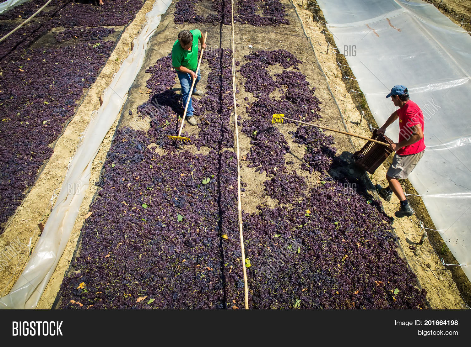 Pick Dry Raisins Image & Photo (Free Trial) | Bigstock