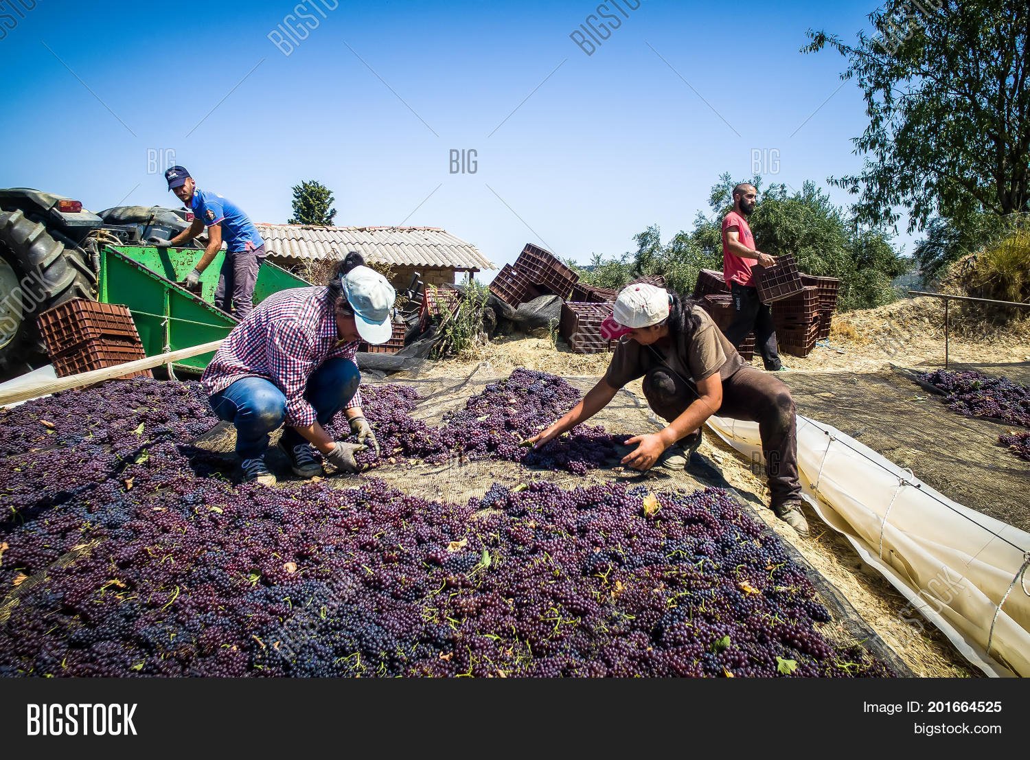 Imagen y foto Pick Dry Raisins (prueba gratis) | Bigstock
