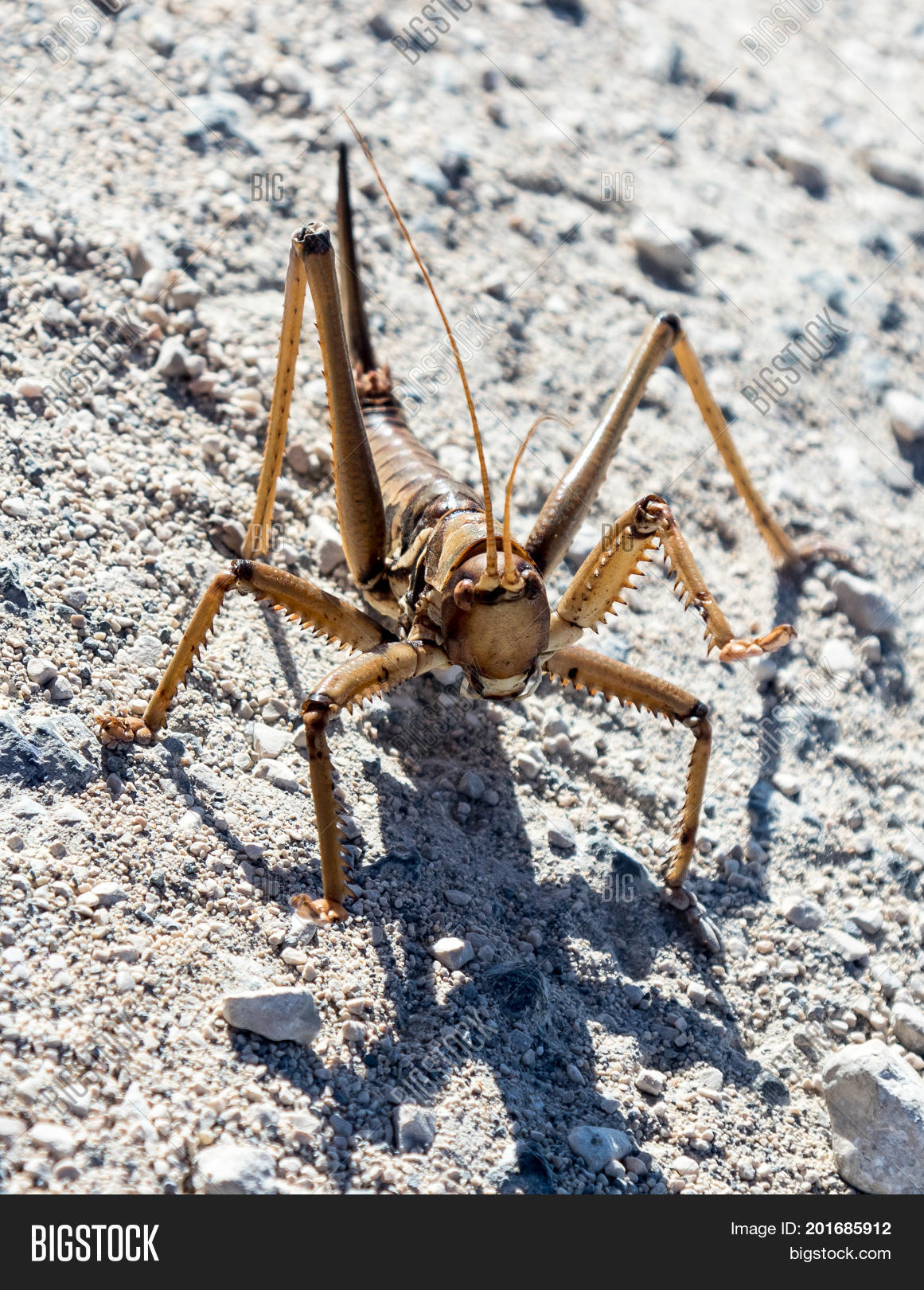 Large Brown Image & Photo (Free Trial) | Bigstock