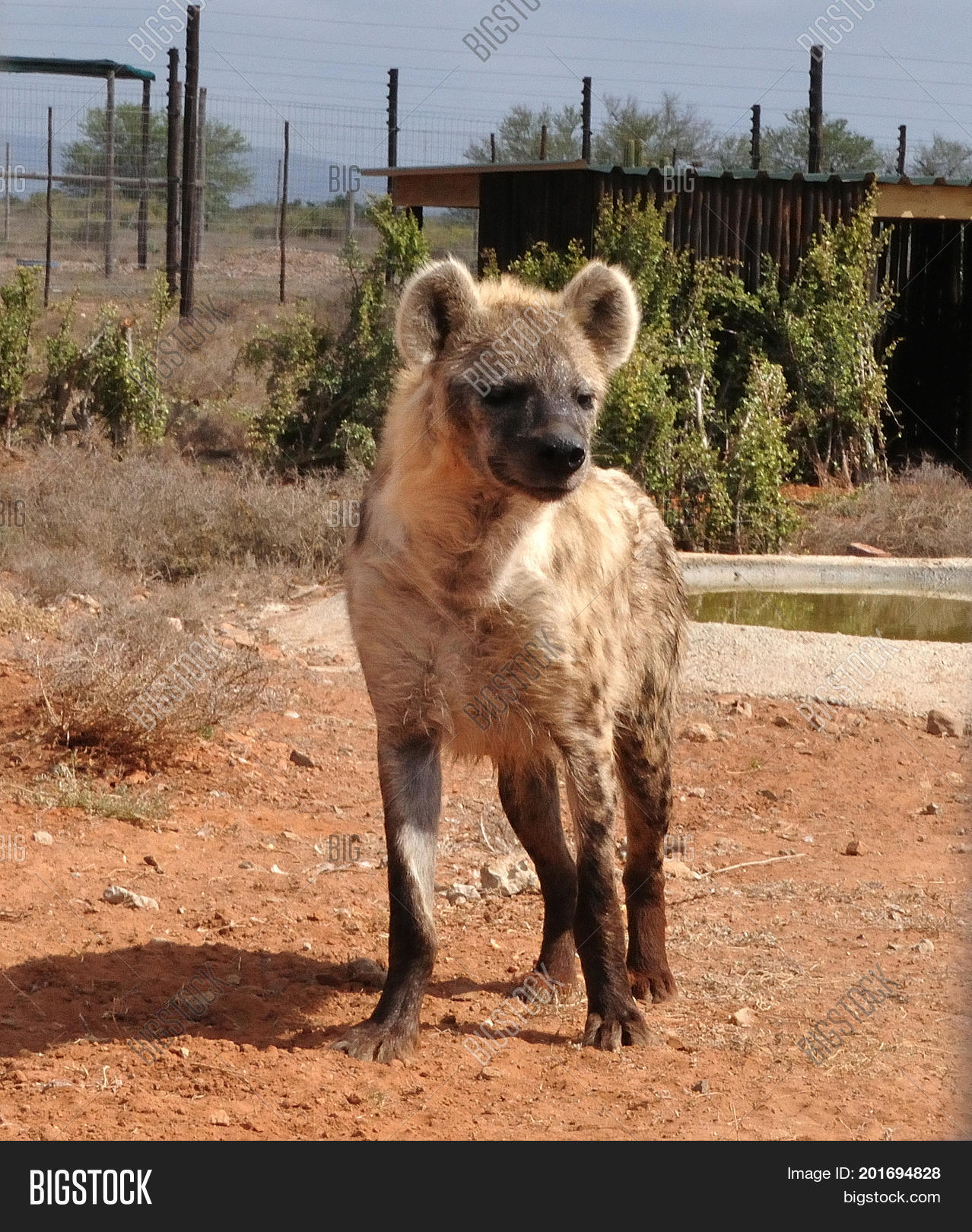 Spotted Hyena, One Image & Photo (Free Trial) | Bigstock