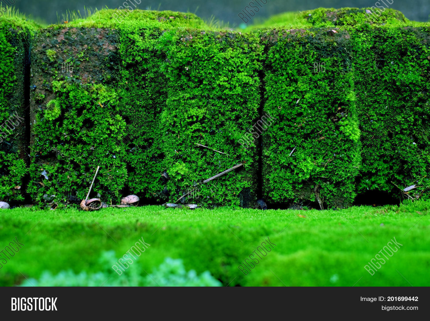 Green Mos Image Green Image & Photo (Free Trial) | Bigstock