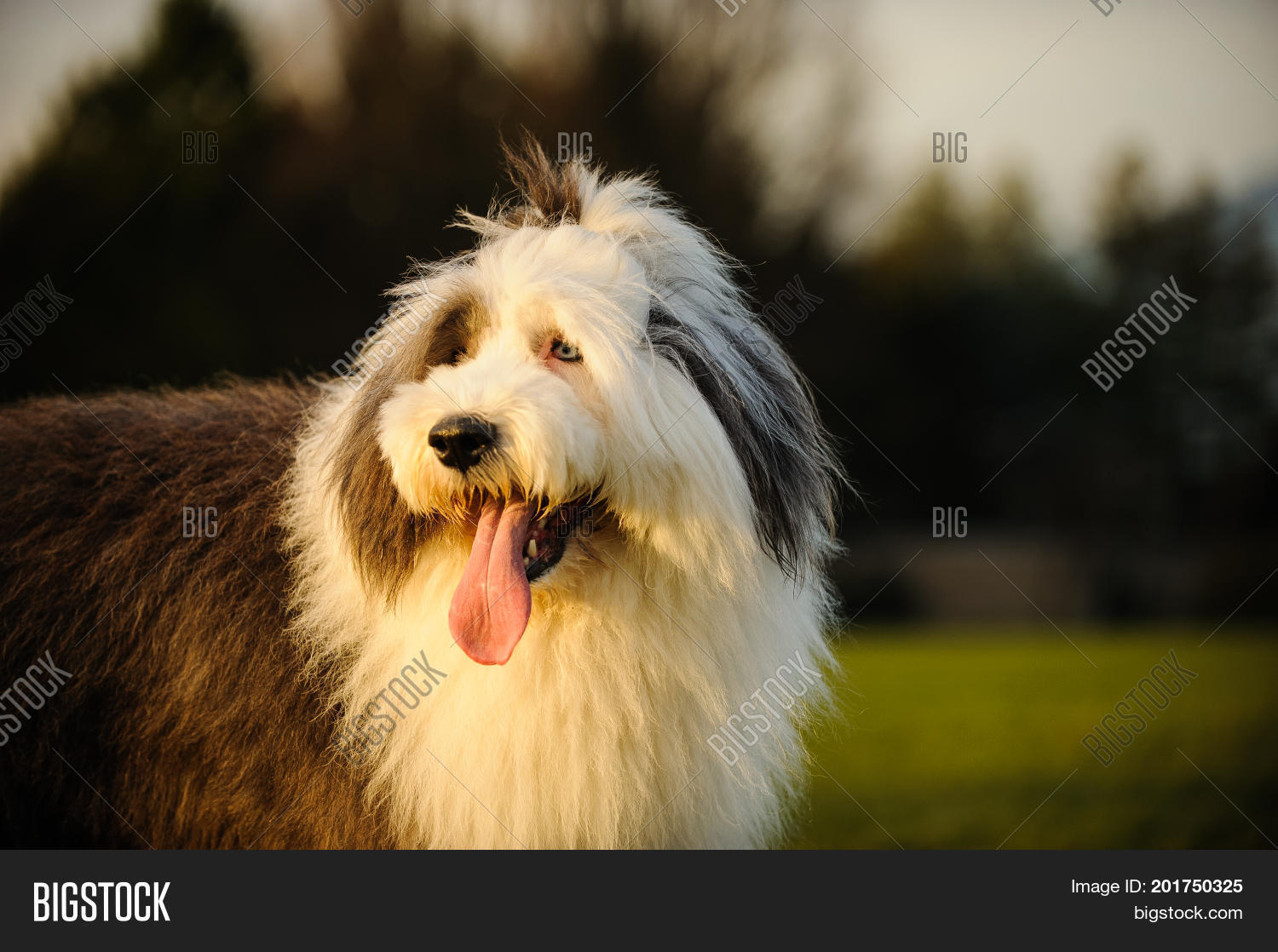 Old English Sheepdog Image & Photo (Free Trial) | Bigstock
