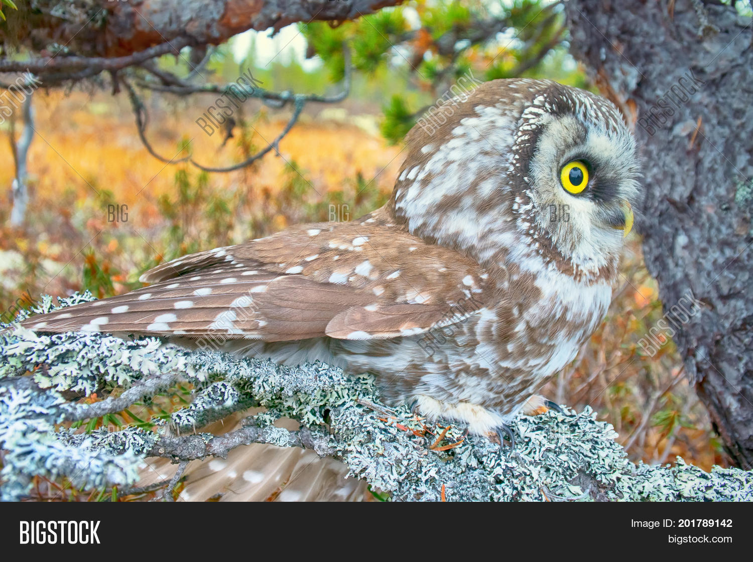 Portrait Boreal Owl Image & Photo (Free Trial) | Bigstock
