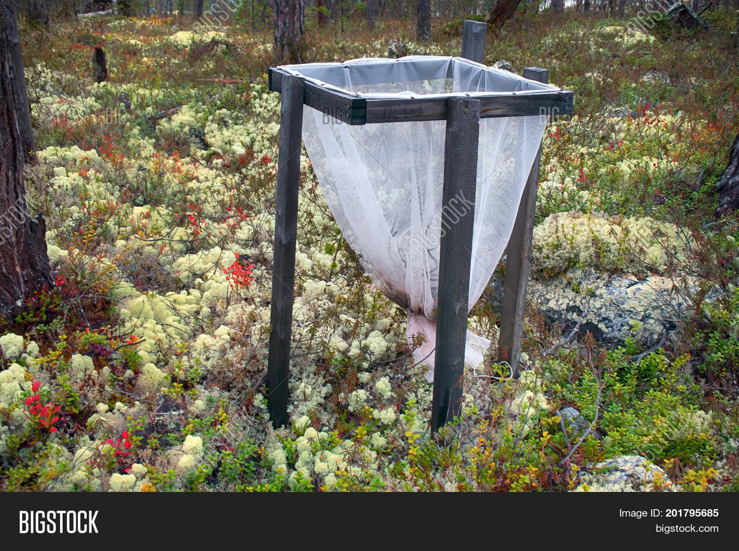 Litter Traps, Taiga, Image & Photo (Free Trial) | Bigstock
