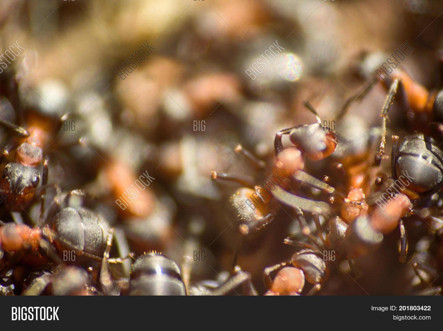 Ants Moving Anthill Image & Photo (Free Trial) | Bigstock