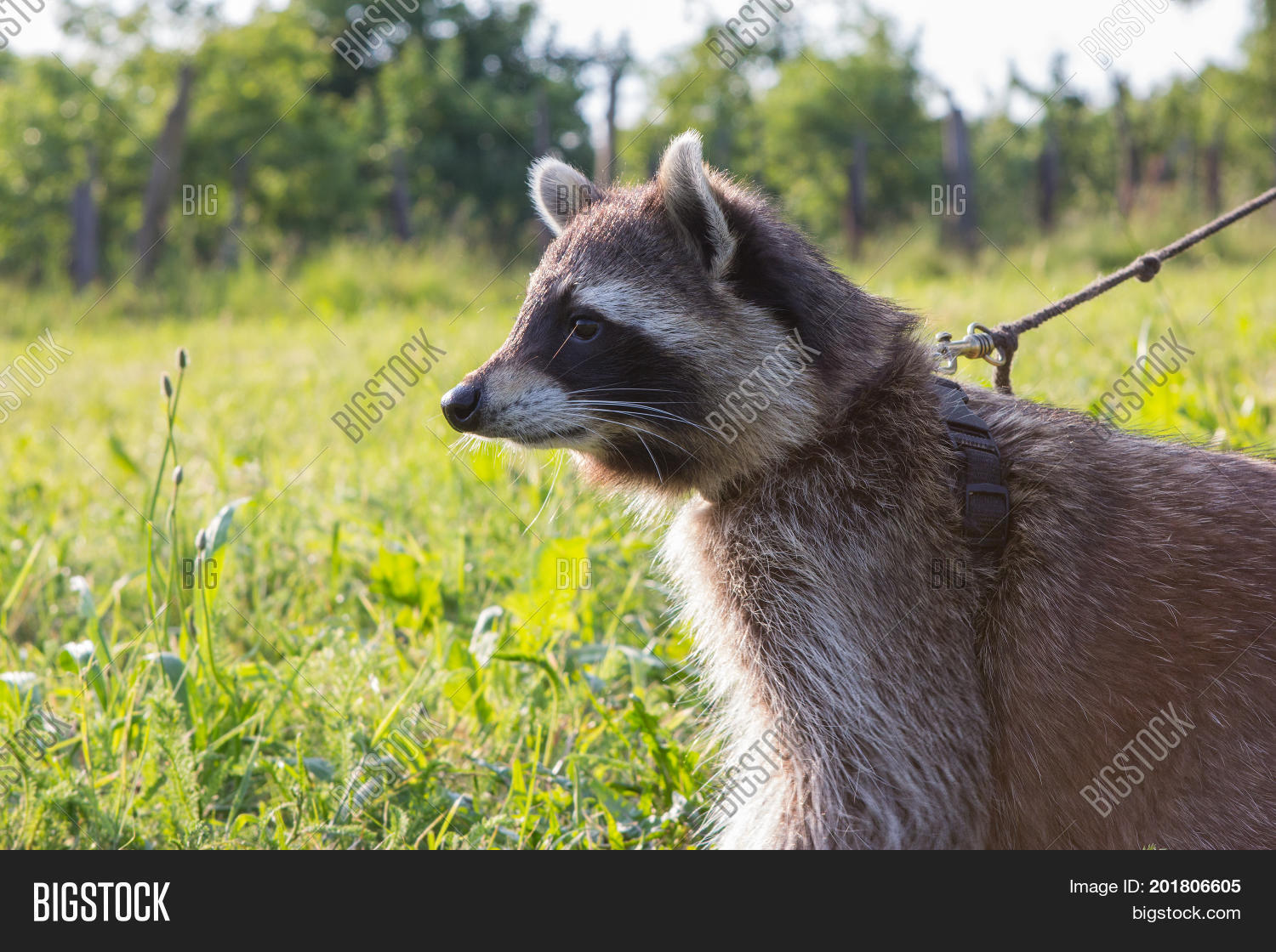 Closeup Leashed Racoon Image & Photo (Free Trial) | Bigstock