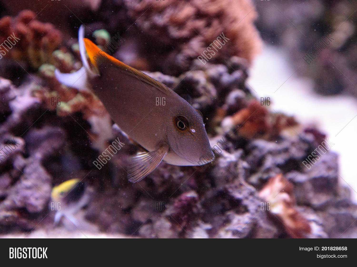 Tomini Tang Fish Image & Photo (Free Trial) | Bigstock