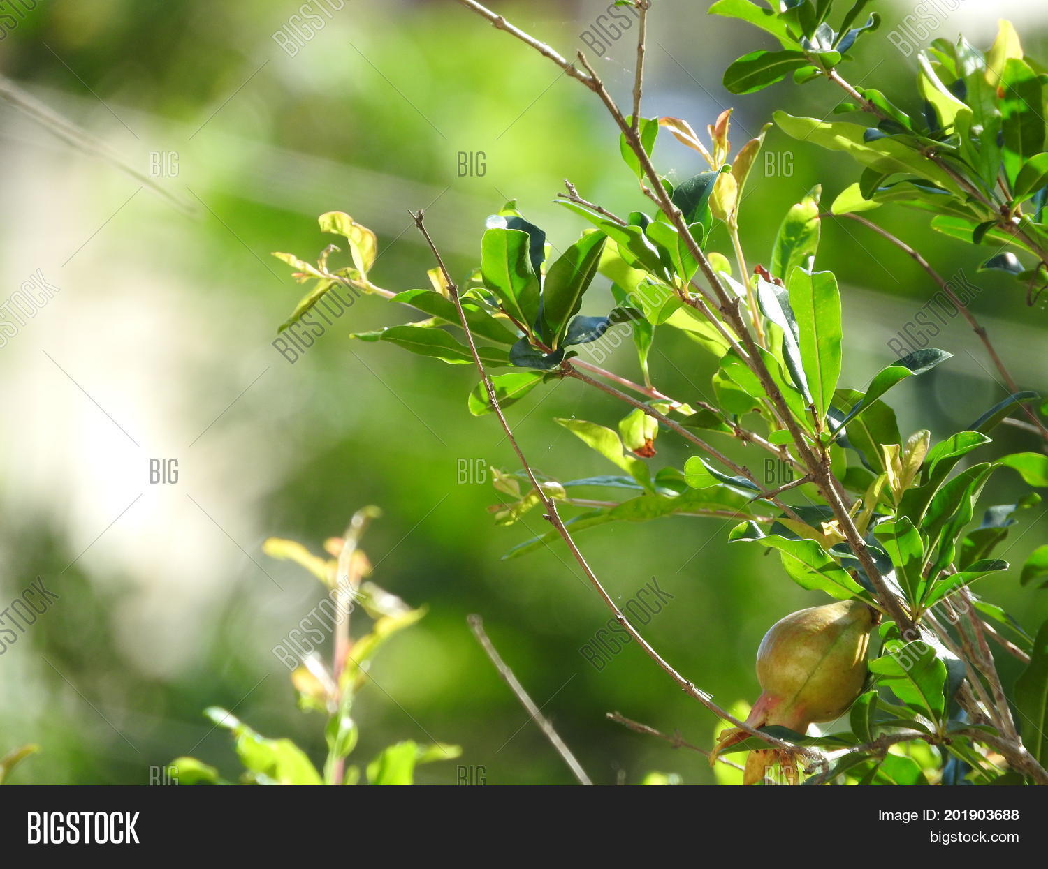 Um Pé De Romã Image & Photo (Free Trial) | Bigstock