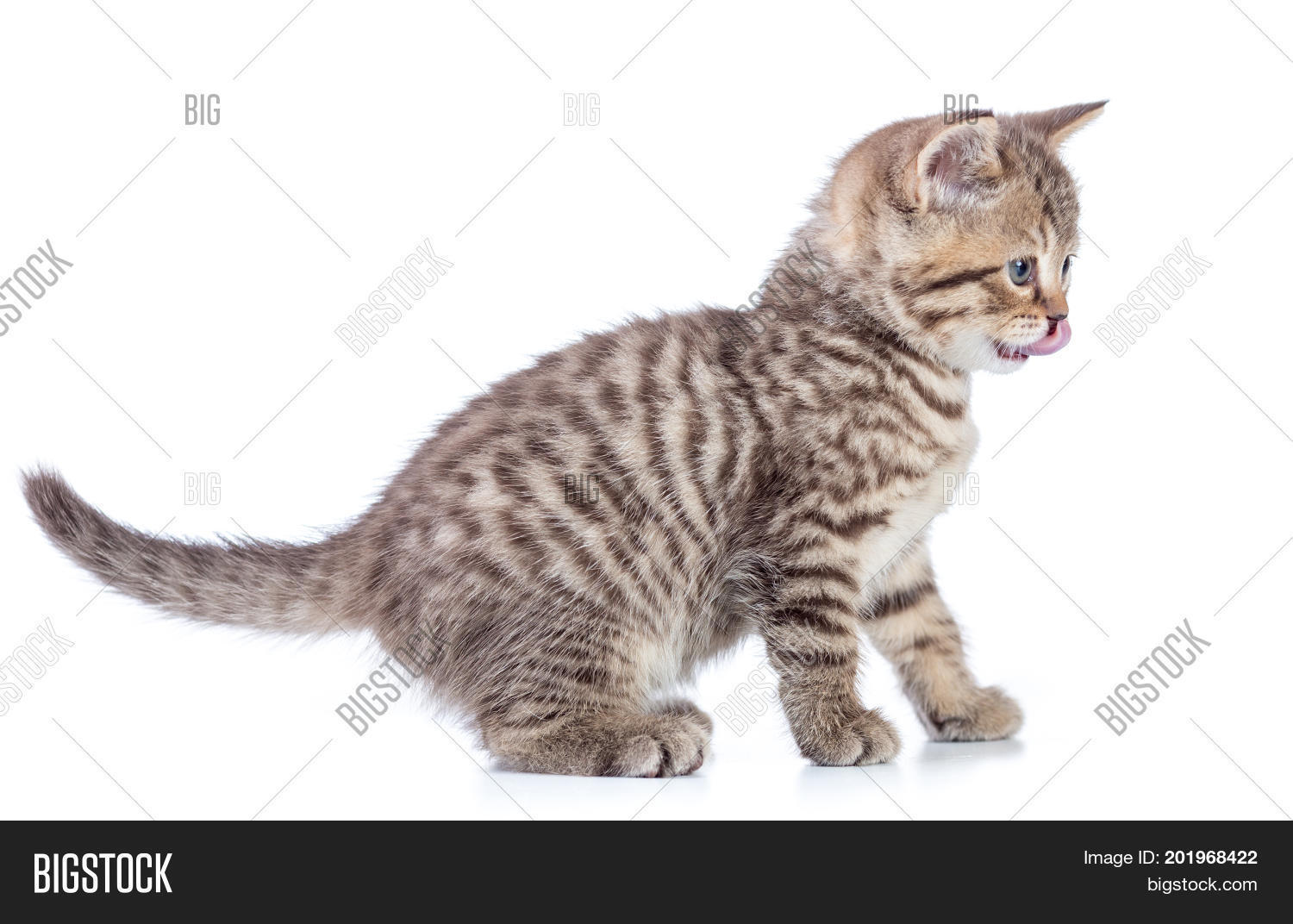 Young Cat Side View. Image & Photo (Free Trial) | Bigstock