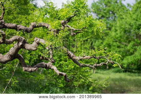 Beautiful Curved Tree Image & Photo (Free Trial) | Bigstock