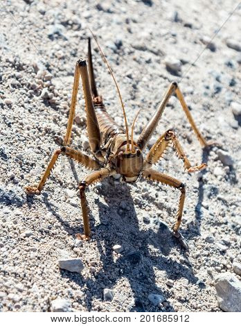 Large Brown Image & Photo (Free Trial) | Bigstock