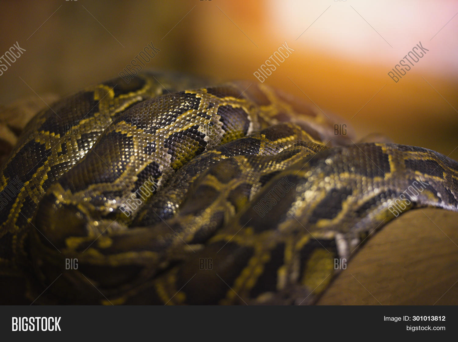 Python Snake / Asia Image & Photo (Free Trial) | Bigstock