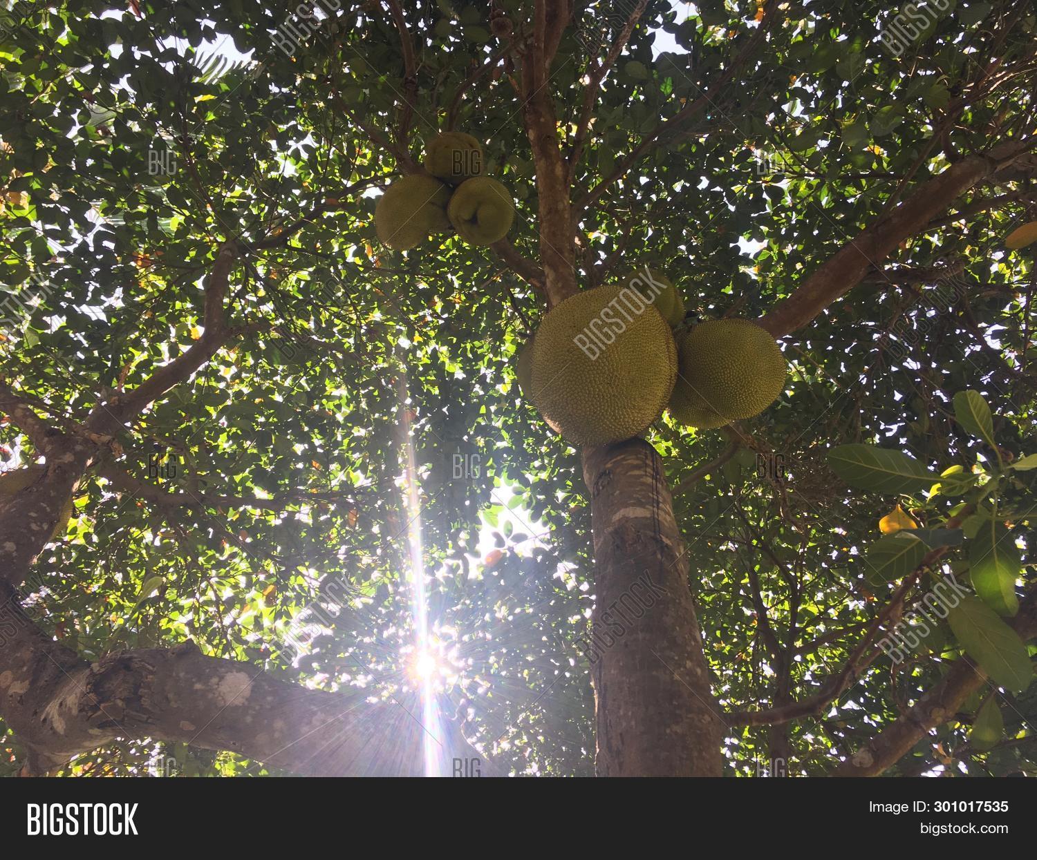 Jackfruit Tree Form Image & Photo (Free Trial) | Bigstock