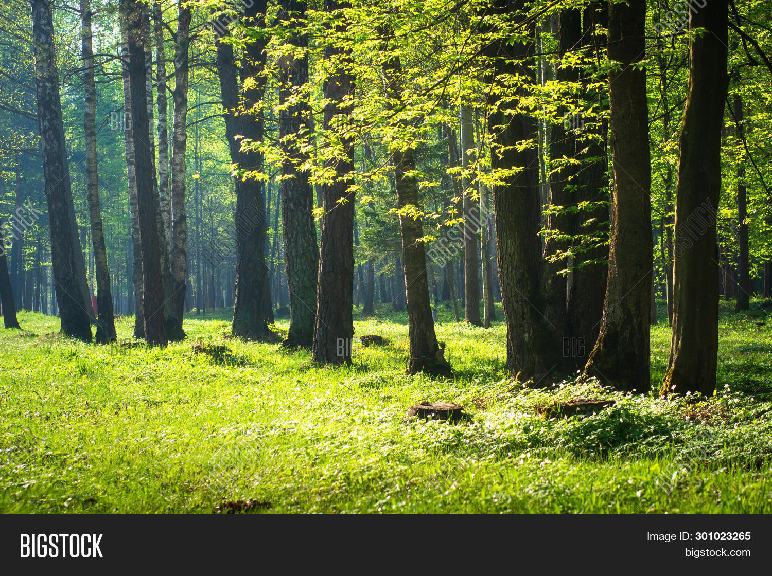 Summer Nature Image & Photo (Free Trial) | Bigstock