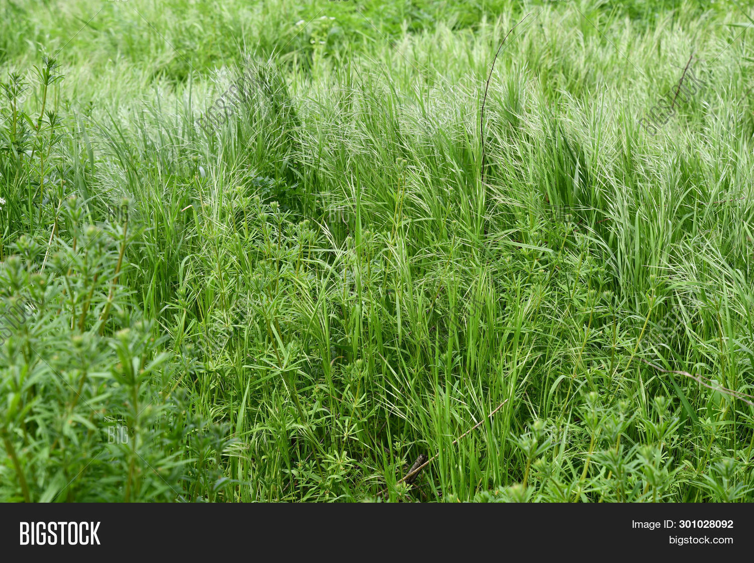 Panicles Fresh Green Image & Photo (Free Trial) | Bigstock