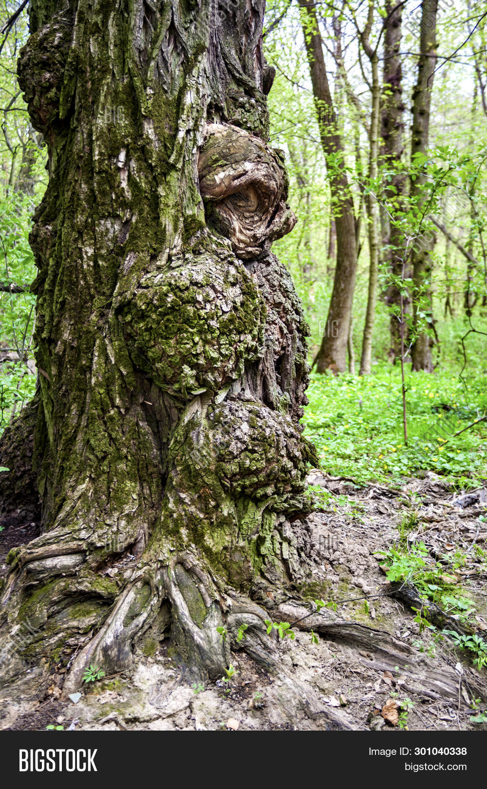 Burls On Old Oak Tree Image & Photo (Free Trial) | Bigstock