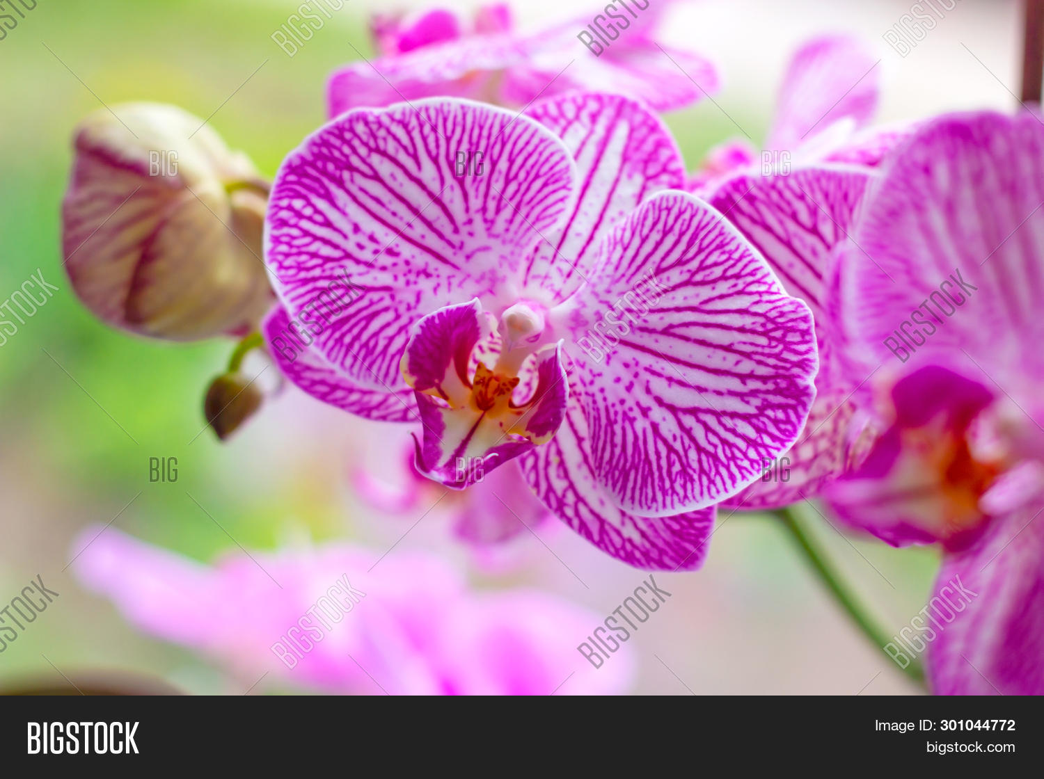 Beautiful Tropical Image & Photo (Free Trial) | Bigstock
