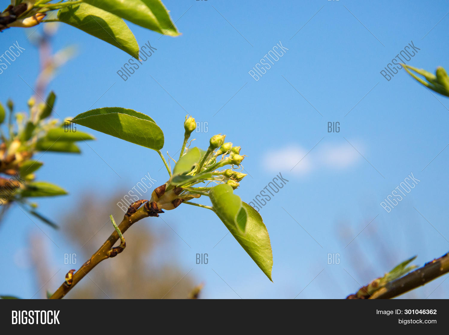 Fruit Tree Buds Before Image & Photo (Free Trial) | Bigstock