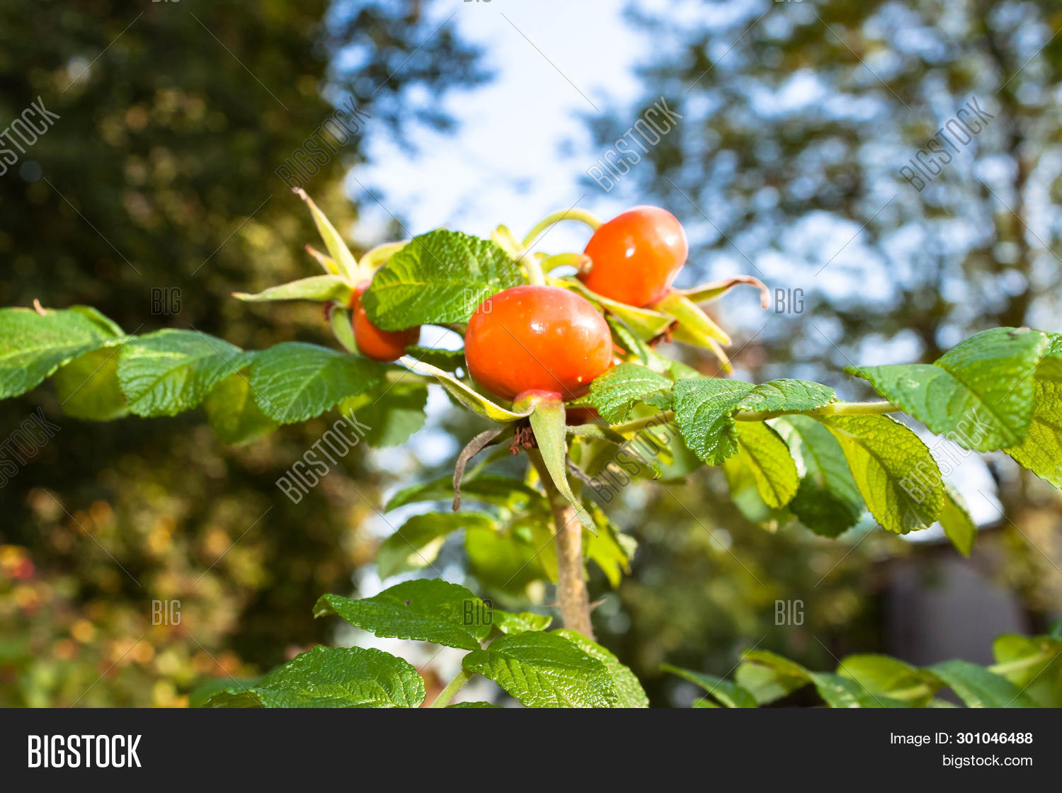 Wild Rose Hips Bright Image & Photo (Free Trial) | Bigstock
