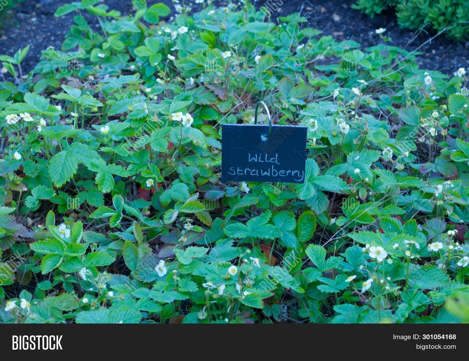 Wild Strawberry Patch Image & Photo (Free Trial) | Bigstock