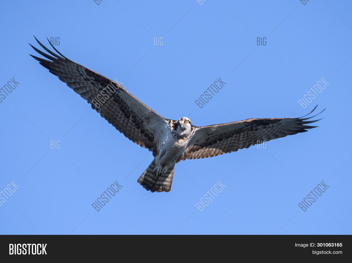 Wildlife Colorado - Image & Photo (Free Trial) | Bigstock