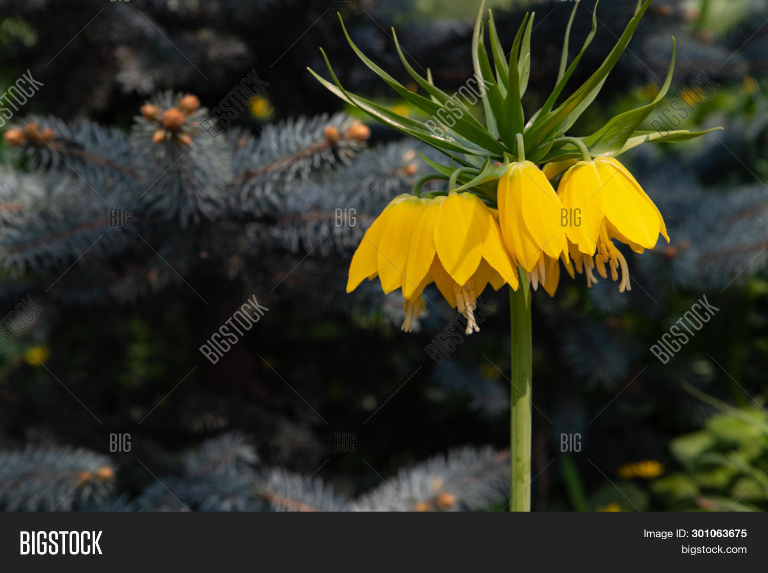 Crown Imperial Image & Photo (Free Trial) | Bigstock