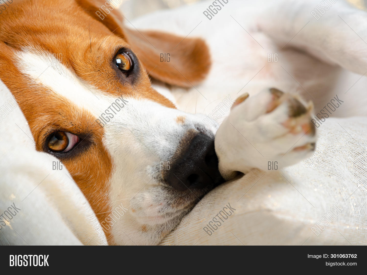Beagle Dog Falling Image & Photo (Free Trial) | Bigstock