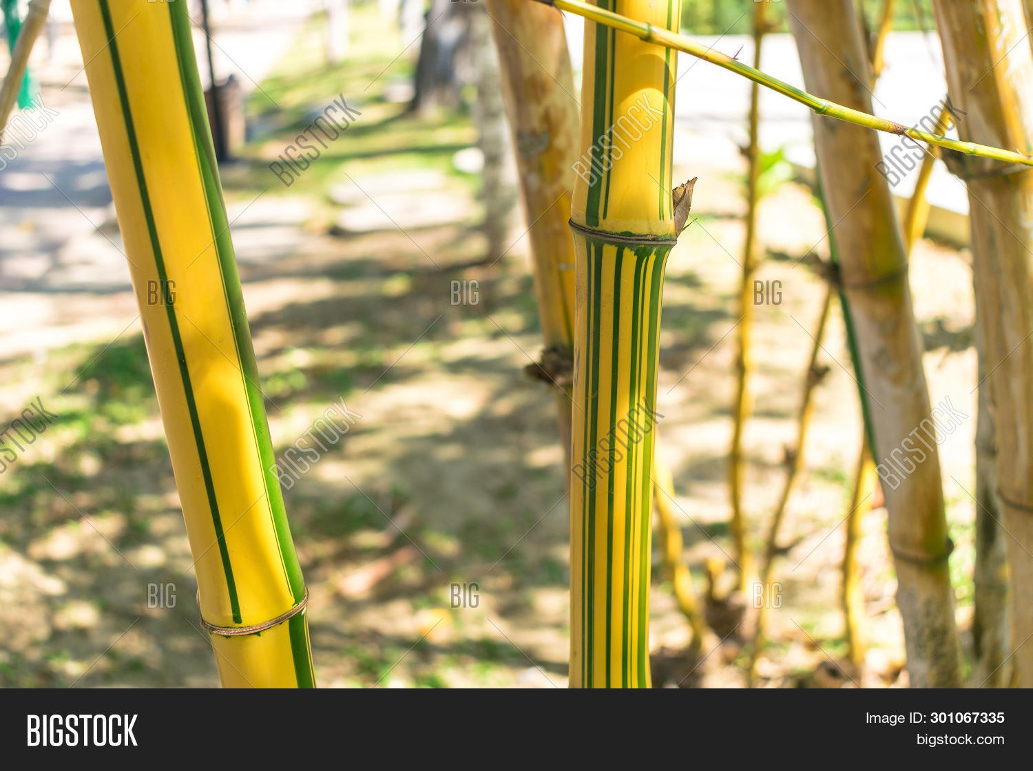 Striped Bamboo Green Image & Photo (Free Trial) | Bigstock