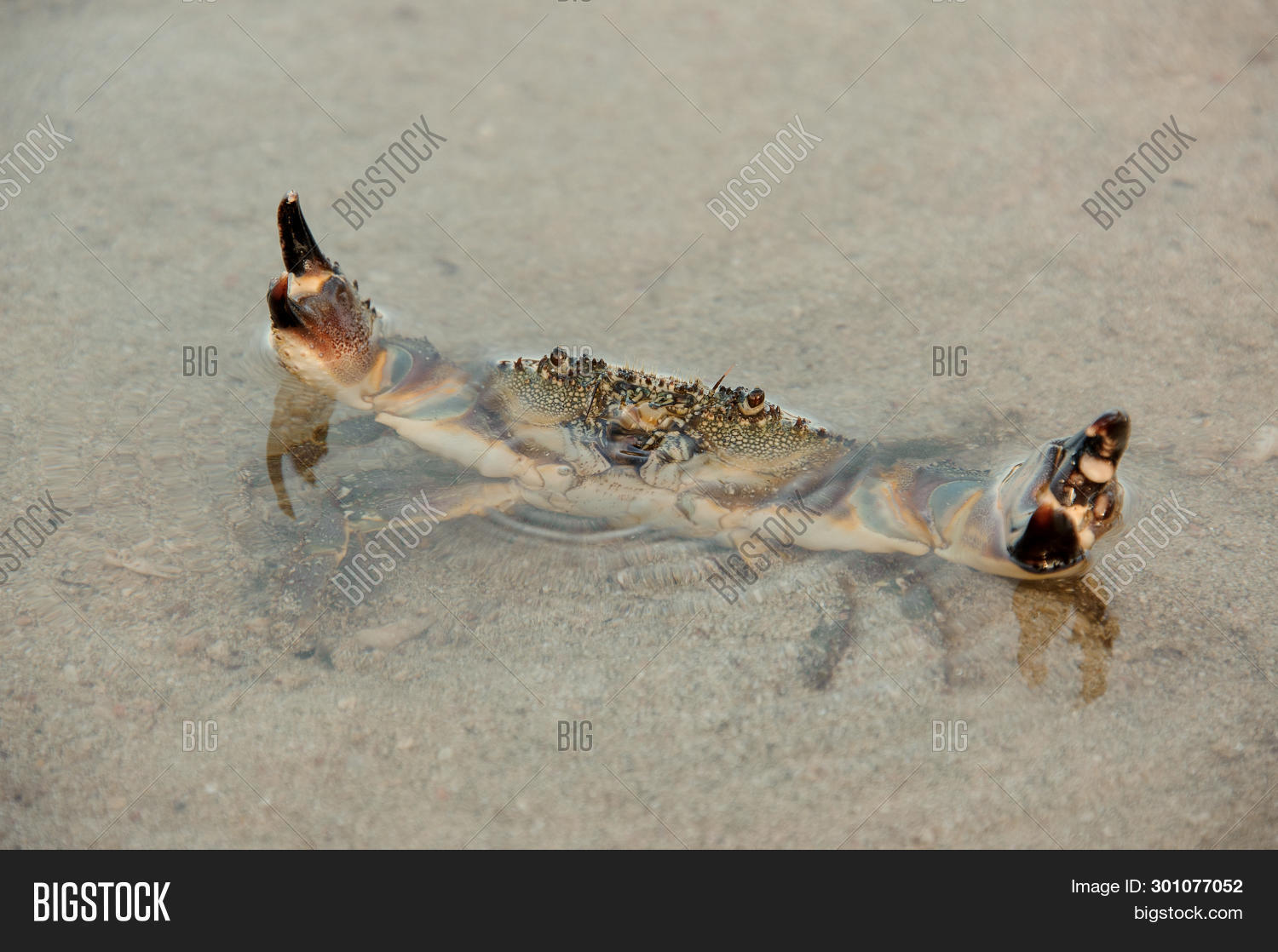 Crab Standing Water Image & Photo (Free Trial) | Bigstock
