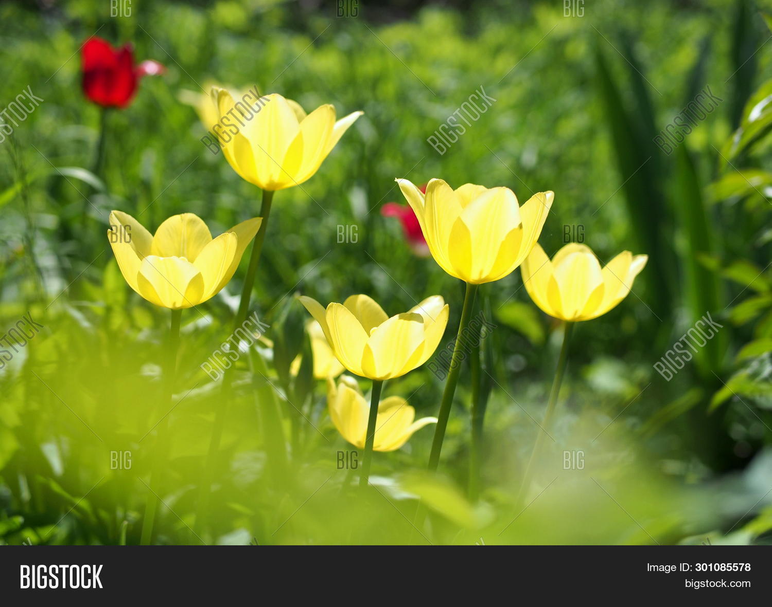 Several Blossoming Image & Photo (Free Trial) | Bigstock